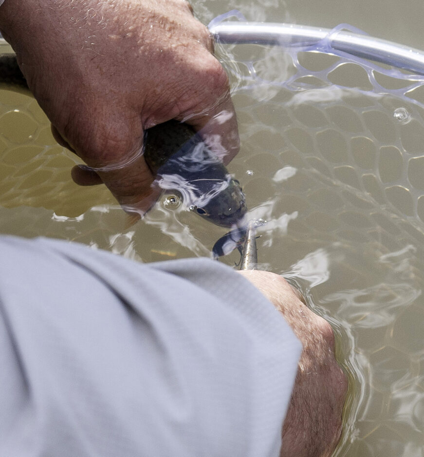 Release fish the right way | News, Sports, Jobs - Standard-Examiner